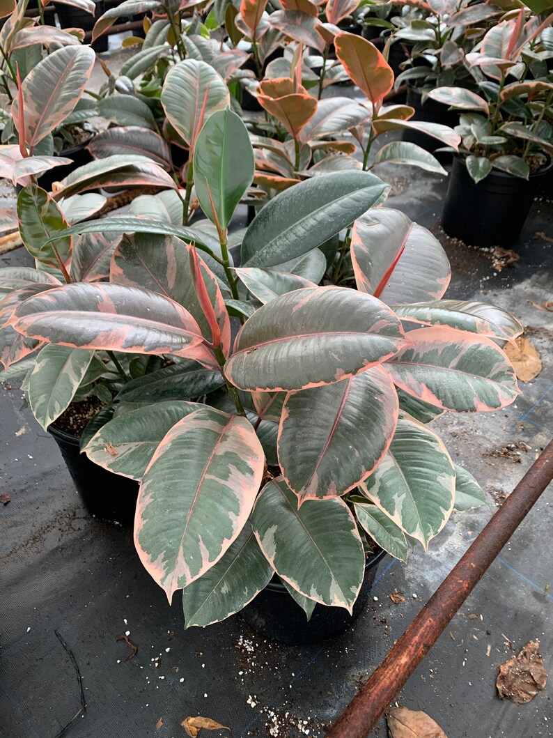 Ficus Ruby Ficus Elastica Pink Rubber Tree LARGE Plant - Etsy