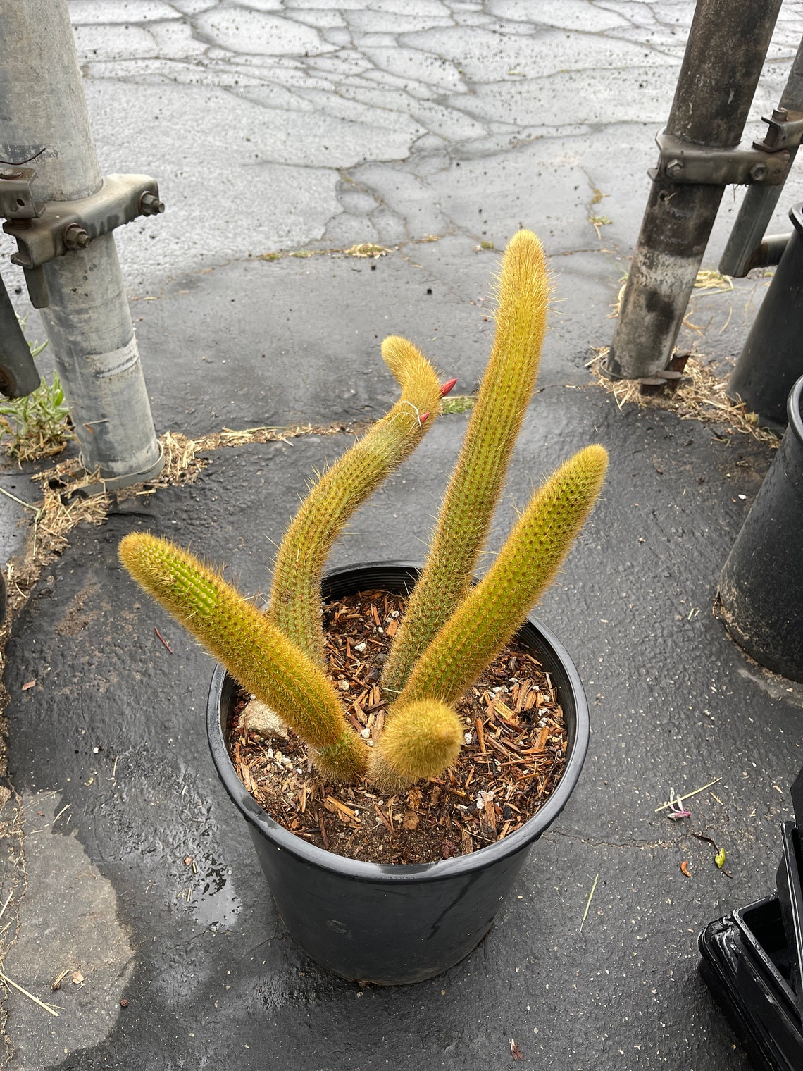Large Hildewintera Aurispina Golden Fox Cactus - Etsy