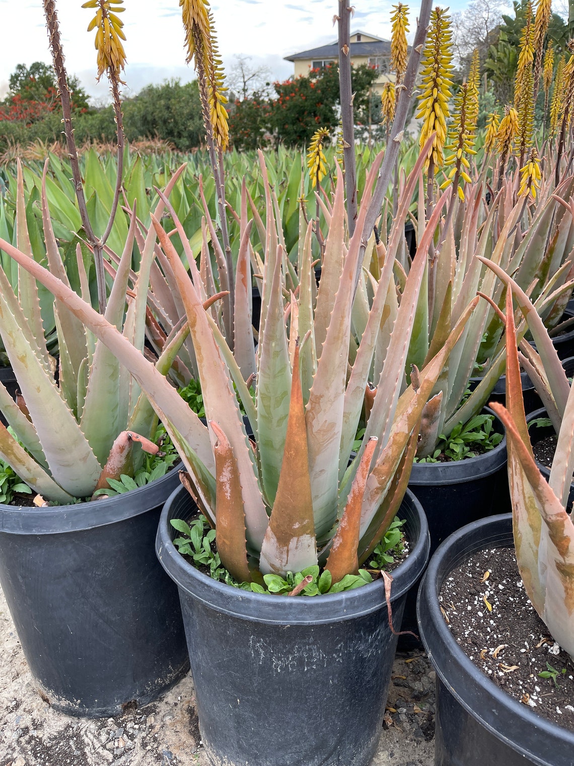 Huge Aloe Vera Plant 1.5 tall Bare root | Etsy