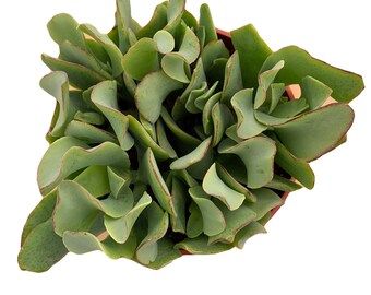 Ripple Jade Silver Dollar Jade Crassula Arborescens - Etsy