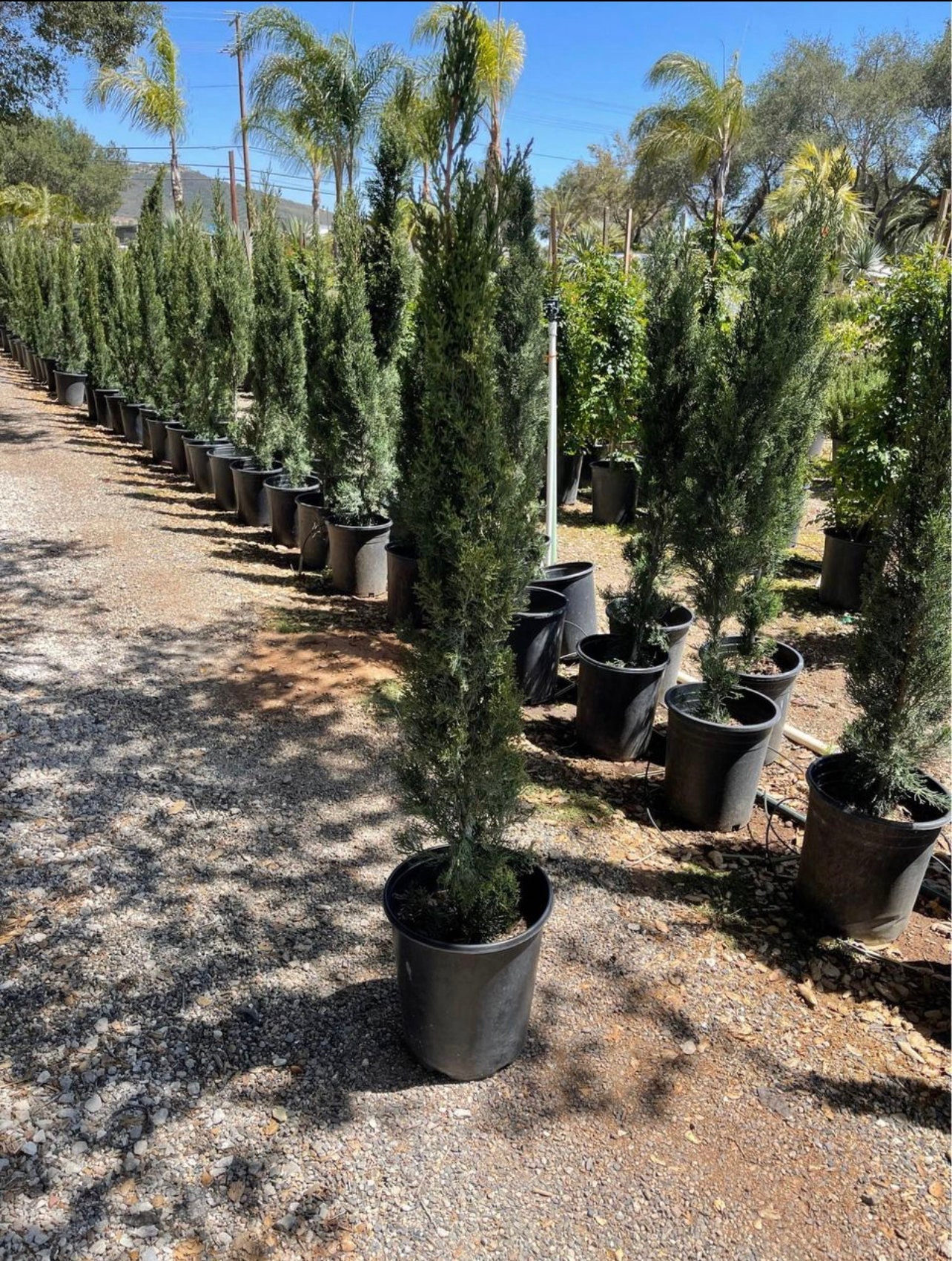 Italian Cypress Tree Logo