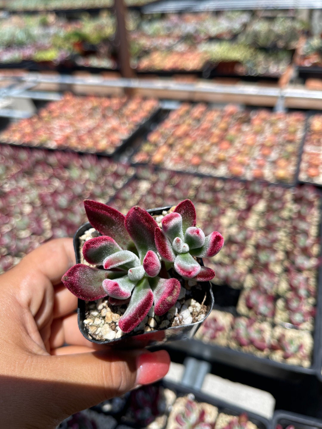 2 Pot Echeveria Ruby Slippers Red Colors - Etsy Canada