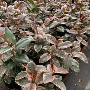 Ficus Ruby Ficus Elastica Pink Rubber Tree LARGE Plant BAREROOT - Etsy