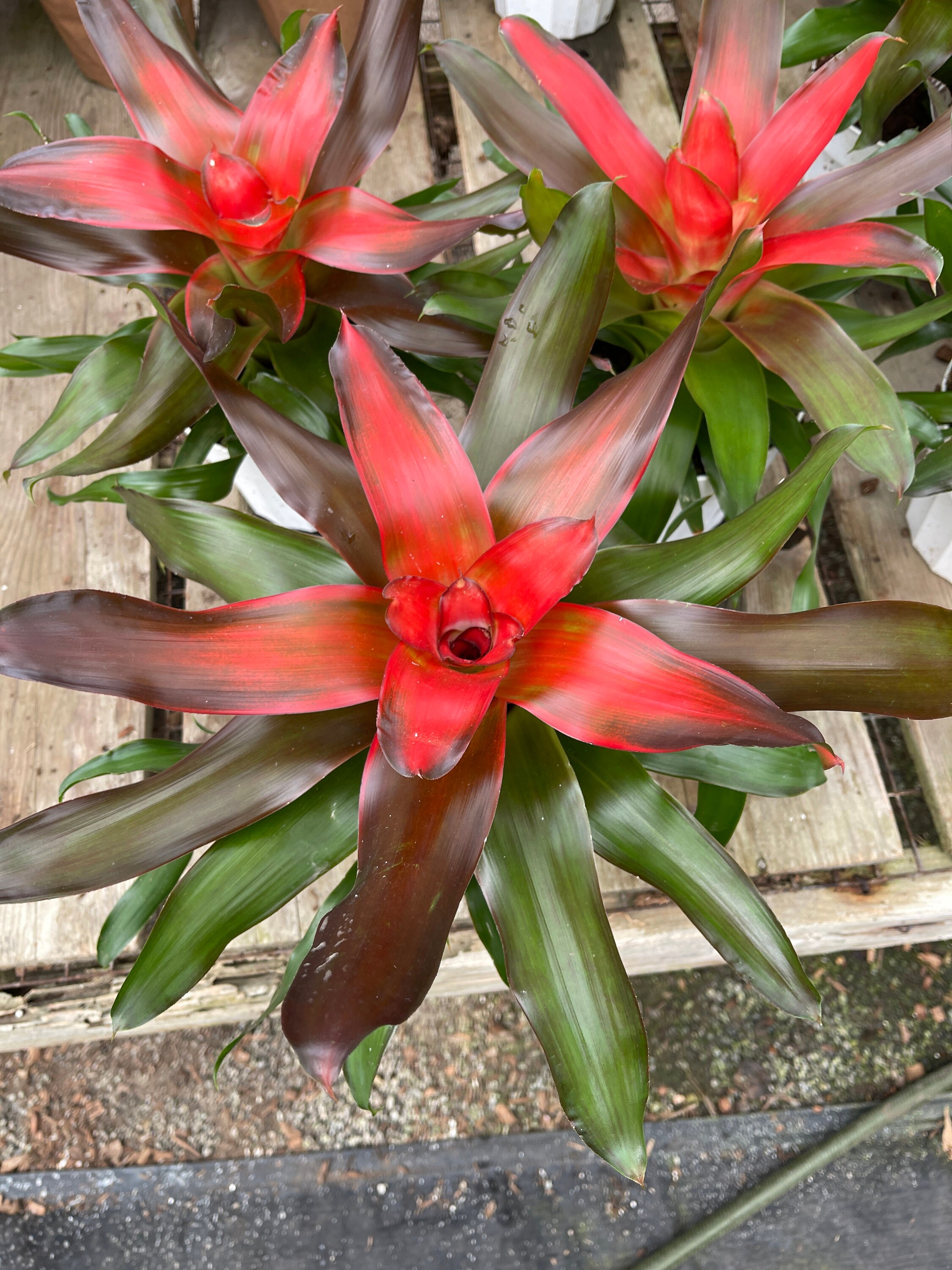 Red Bromeliads