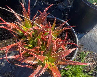 Aloe Plant - Etsy