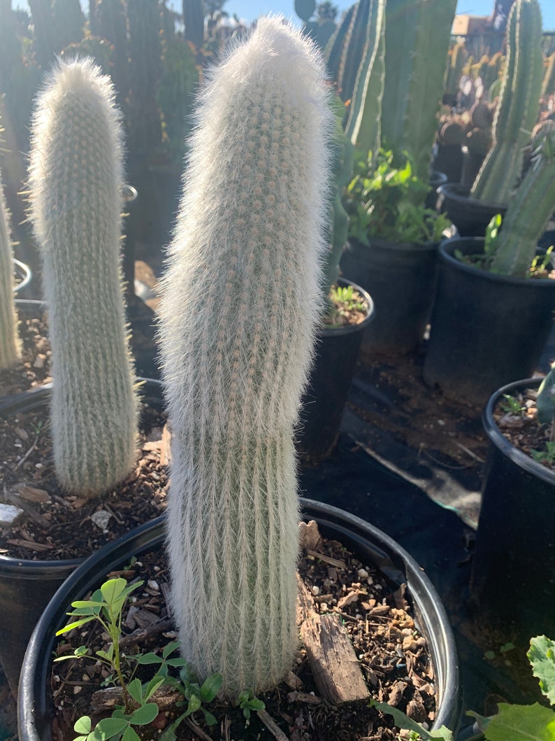 Large Cleistocactus strausii Silver Torch Cactus | Etsy