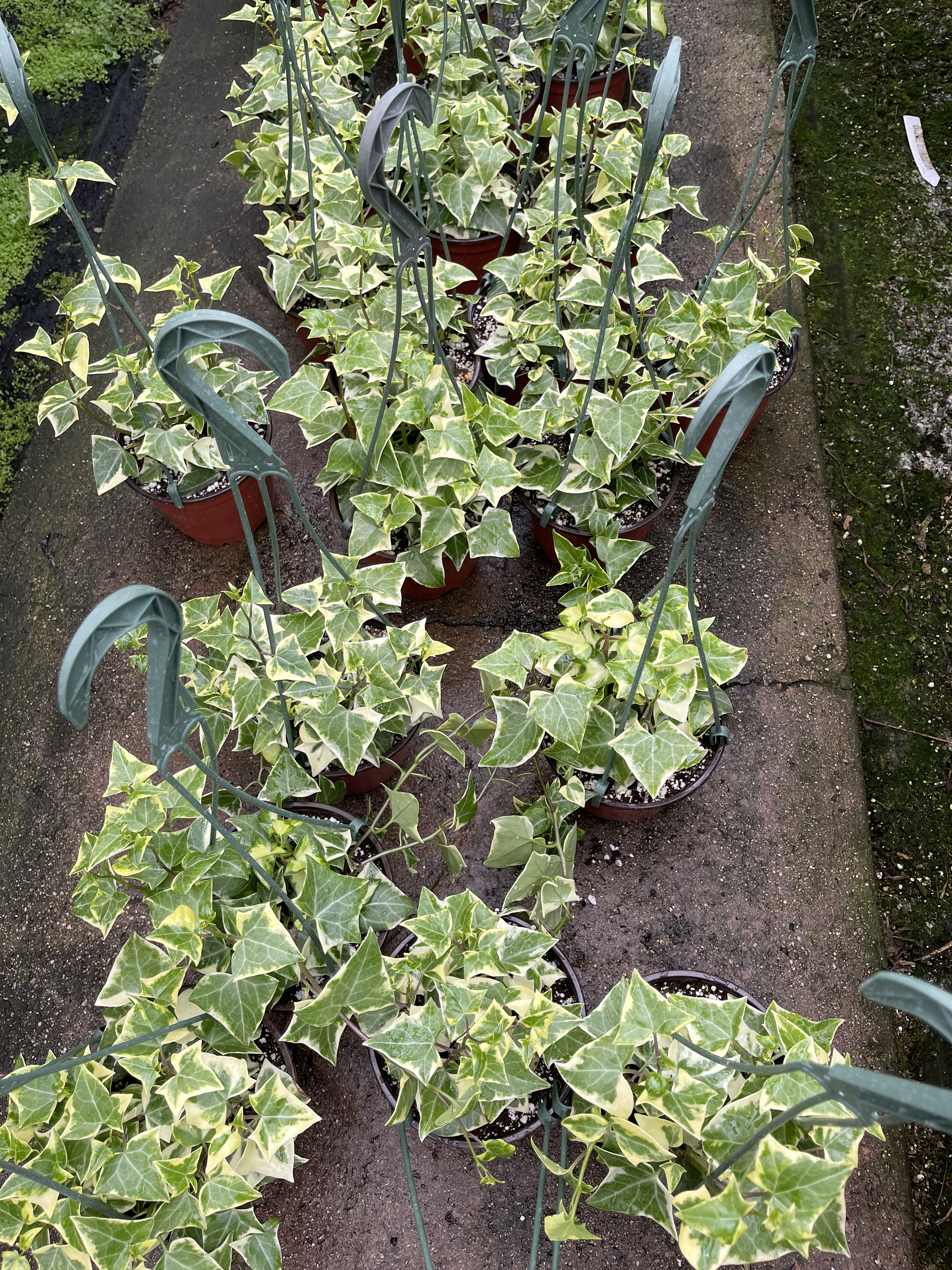 Variegated 'Wax Ivy' Houseplant in 6 Inch Pot | Etsy