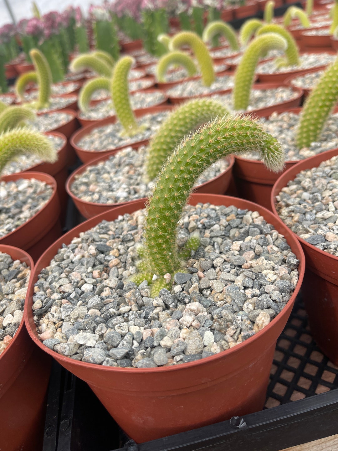 6 Monkey Tail Cactus Live Plant - Etsy