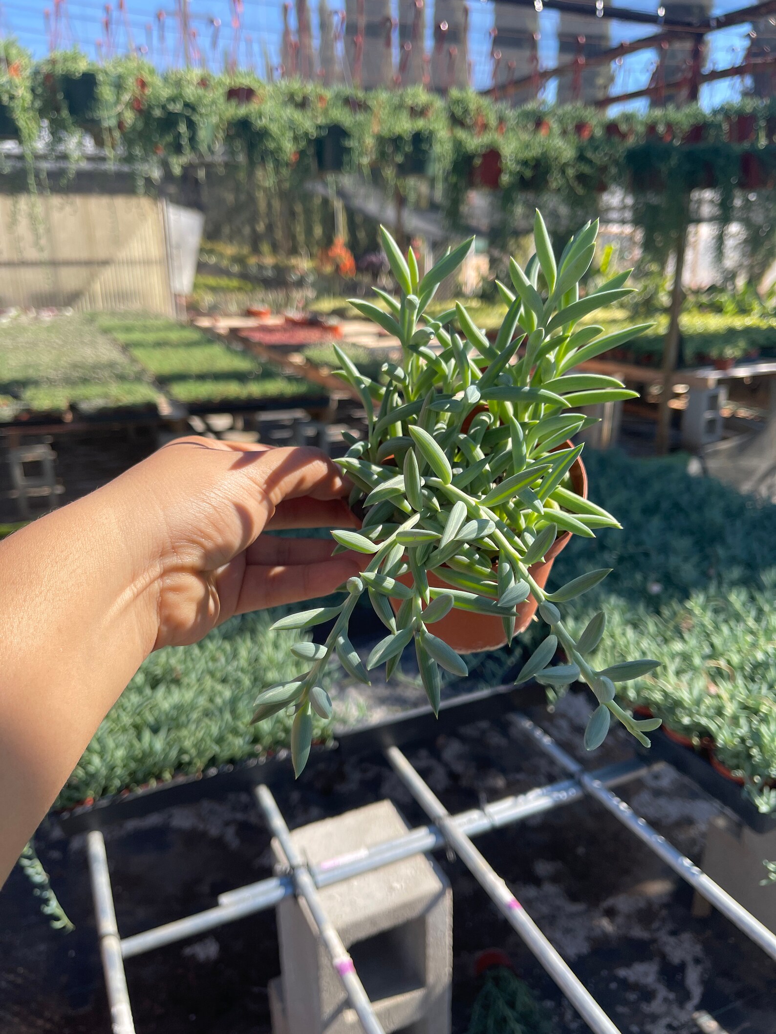 4 fish hook succulent plant | Etsy