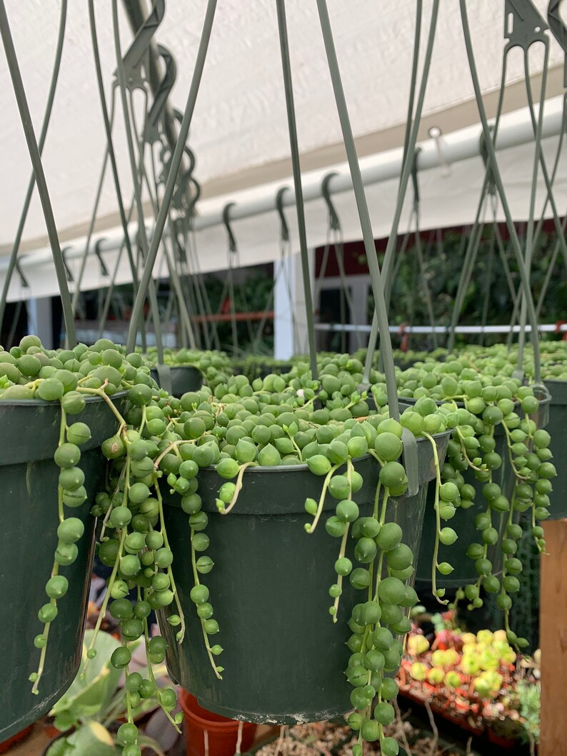 String of Pearls plant string of peas 6'' Pot | Etsy