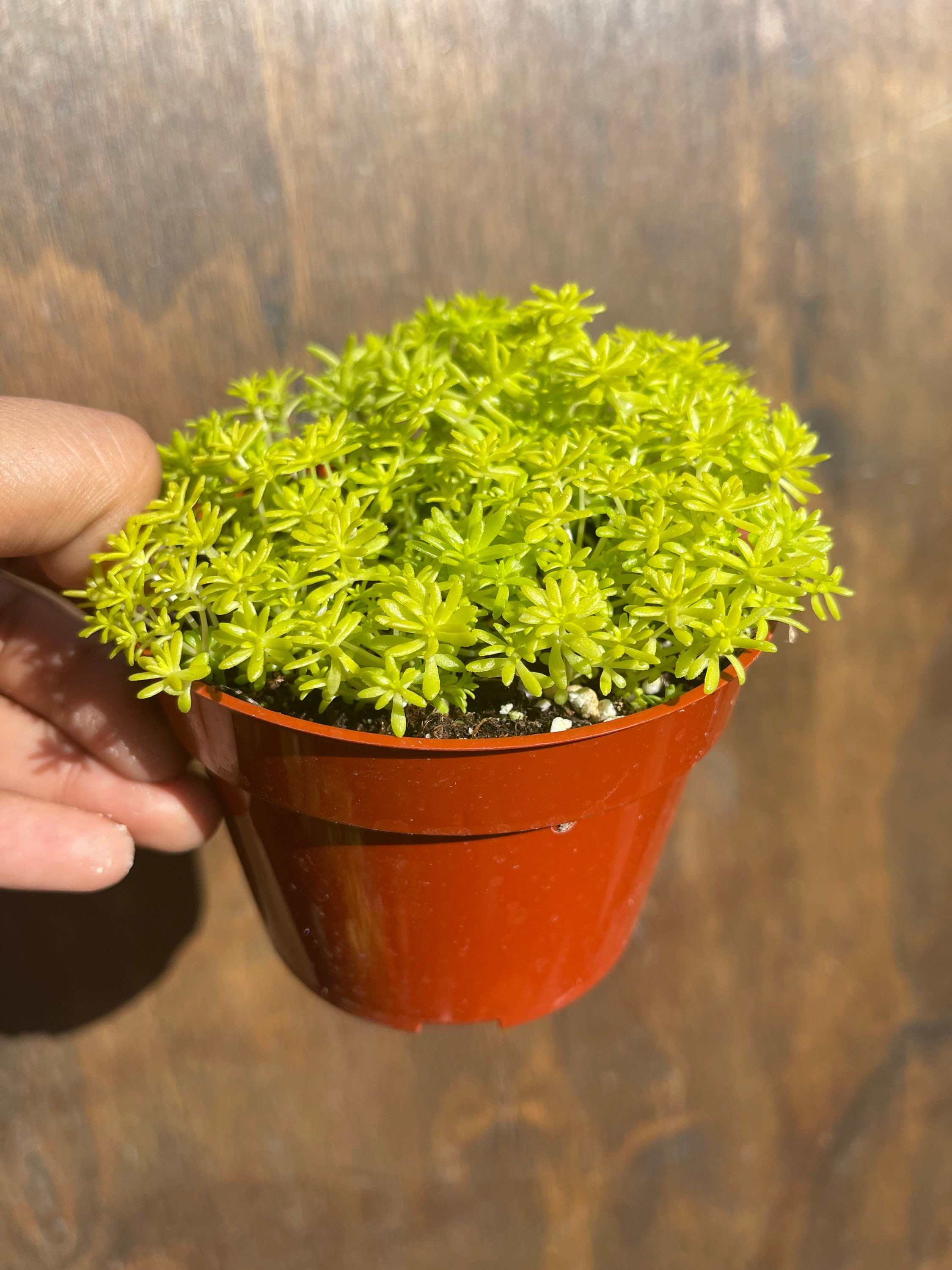 Bright Yellow Sedum Succulent Ground Cover Pots Yellow Succulent Lemon ...