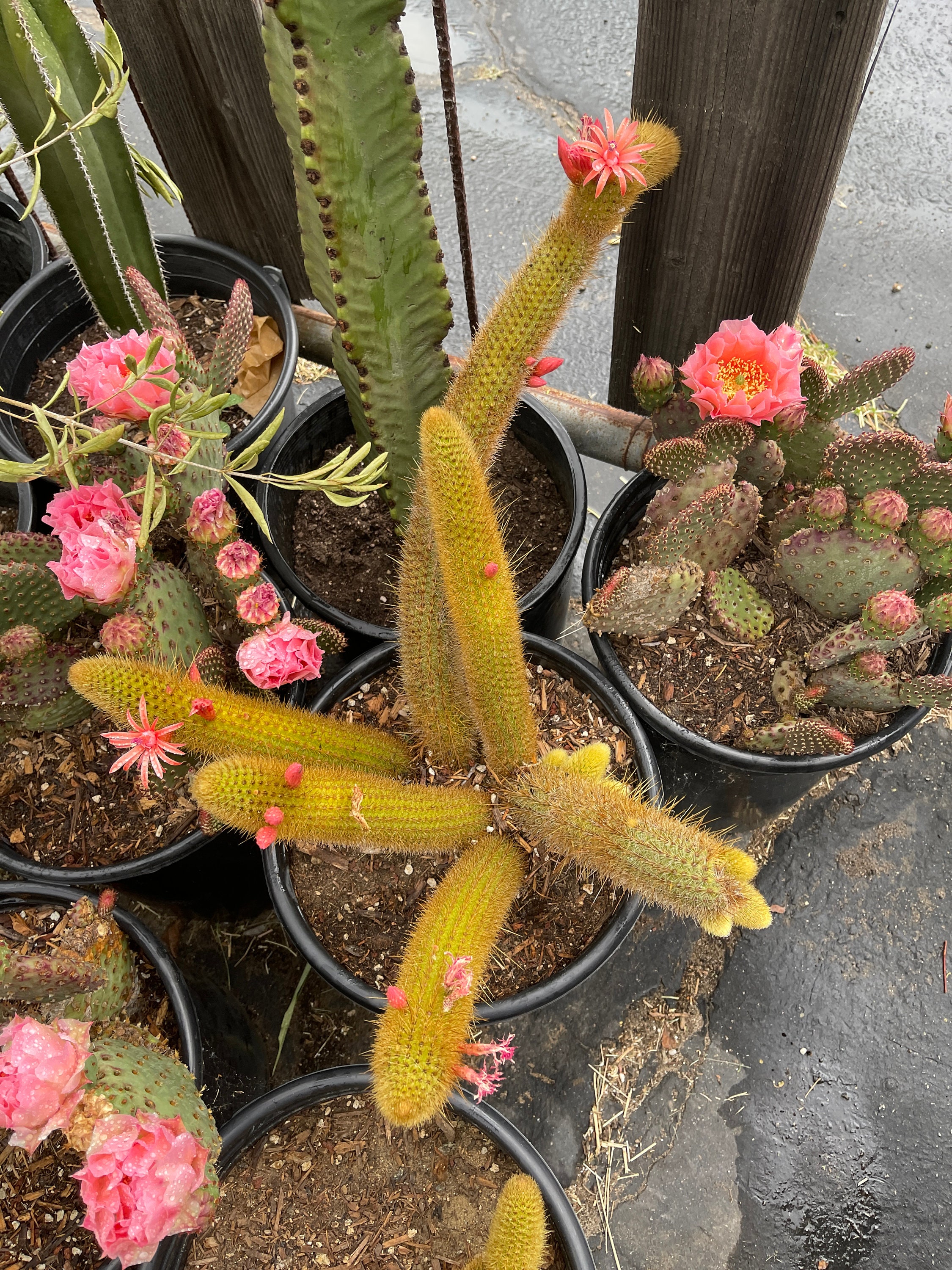 Large Hildewintera Aurispina Golden Fox Cactus - Etsy