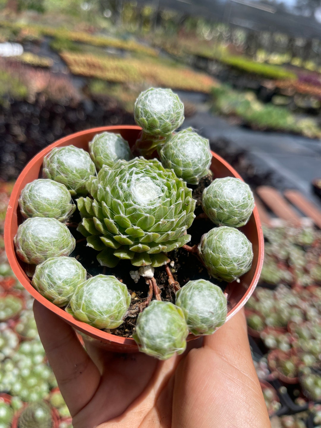 Cobweb Sempervivum Hens And Chicks Live Plant 4 Pot Etsy