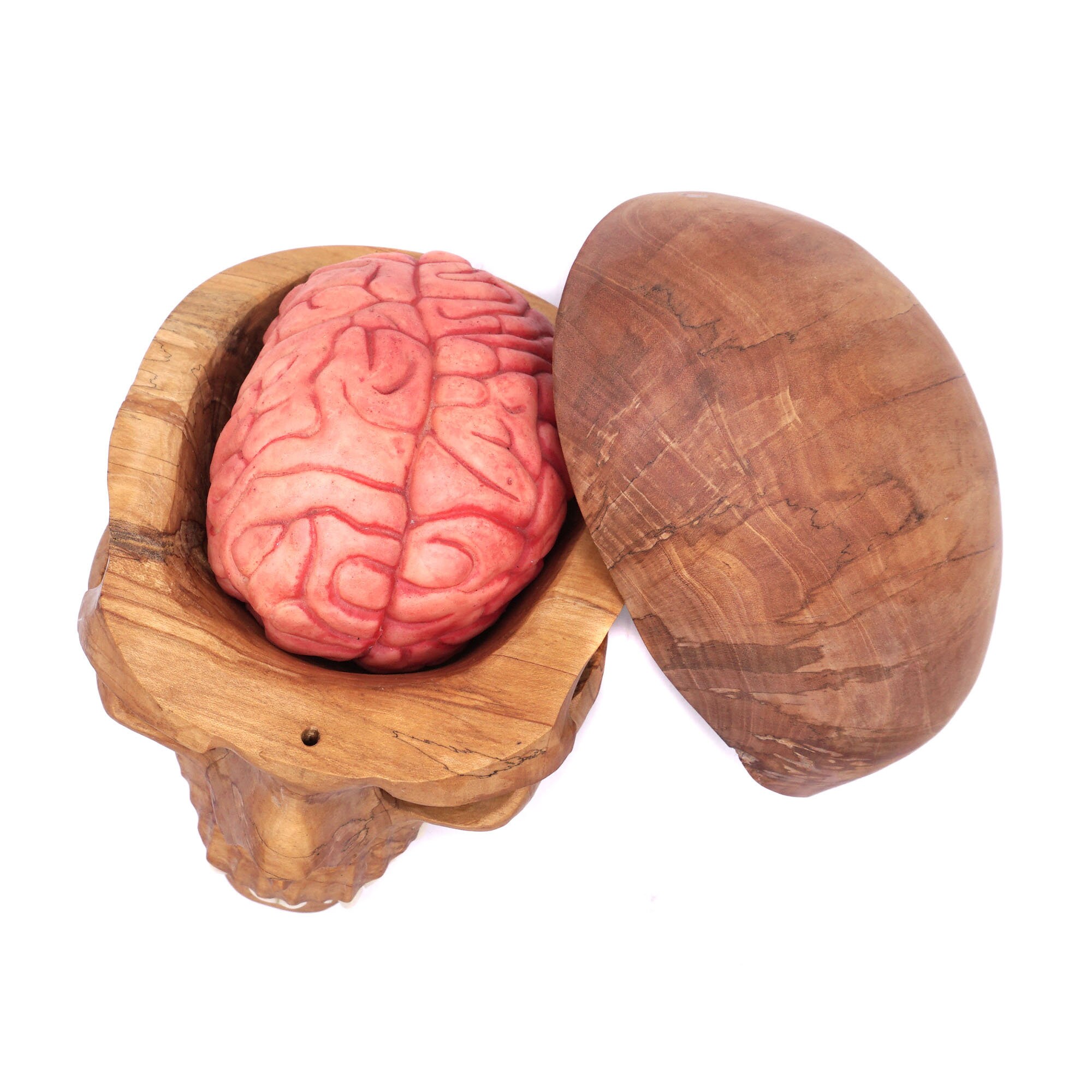 Hand Carved Wood and Rubber Brain, Skull Decor, Home Decoration, - Etsy