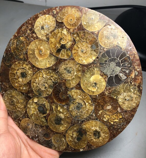 216g Natural Ammonite Disc Fossil Conch Specimen Healing Z151 - Etsy