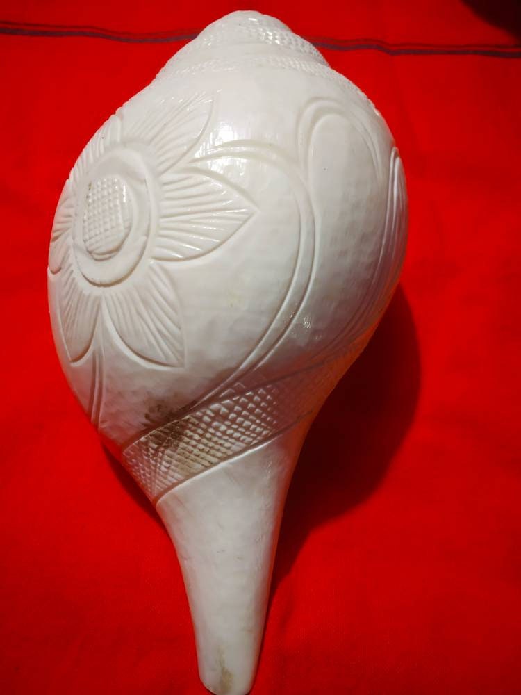 Indian Shankh, Shank, Shonkho Blowing Conch Shell White Shankh, White ...