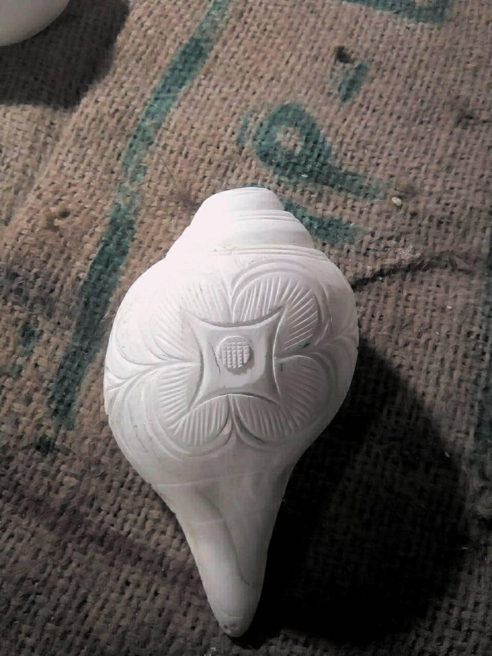 Indian Shankh Shank Shonkho Blowing Conch Shell White - Etsy UK