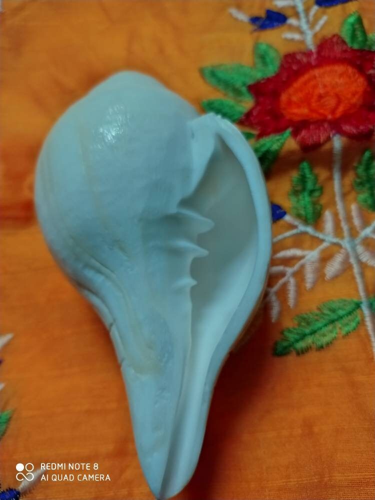Indian Shankh Shank Shonkho Blowing Conch Shell White - Etsy UK