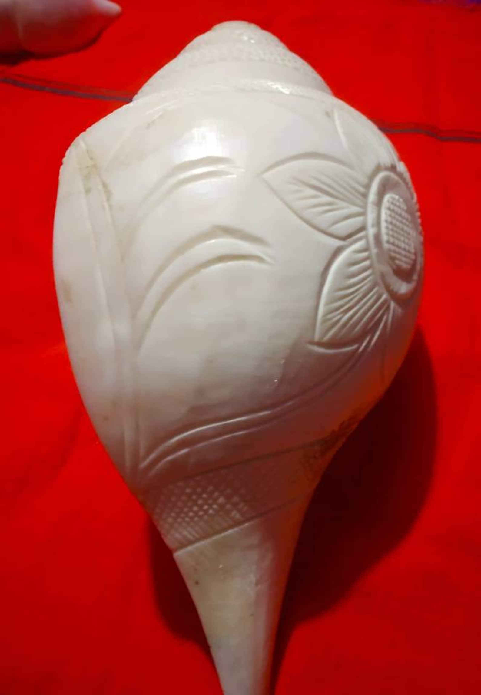 Indian Shankh, Shank, Shonkho Blowing Conch Shell White Shankh, White ...