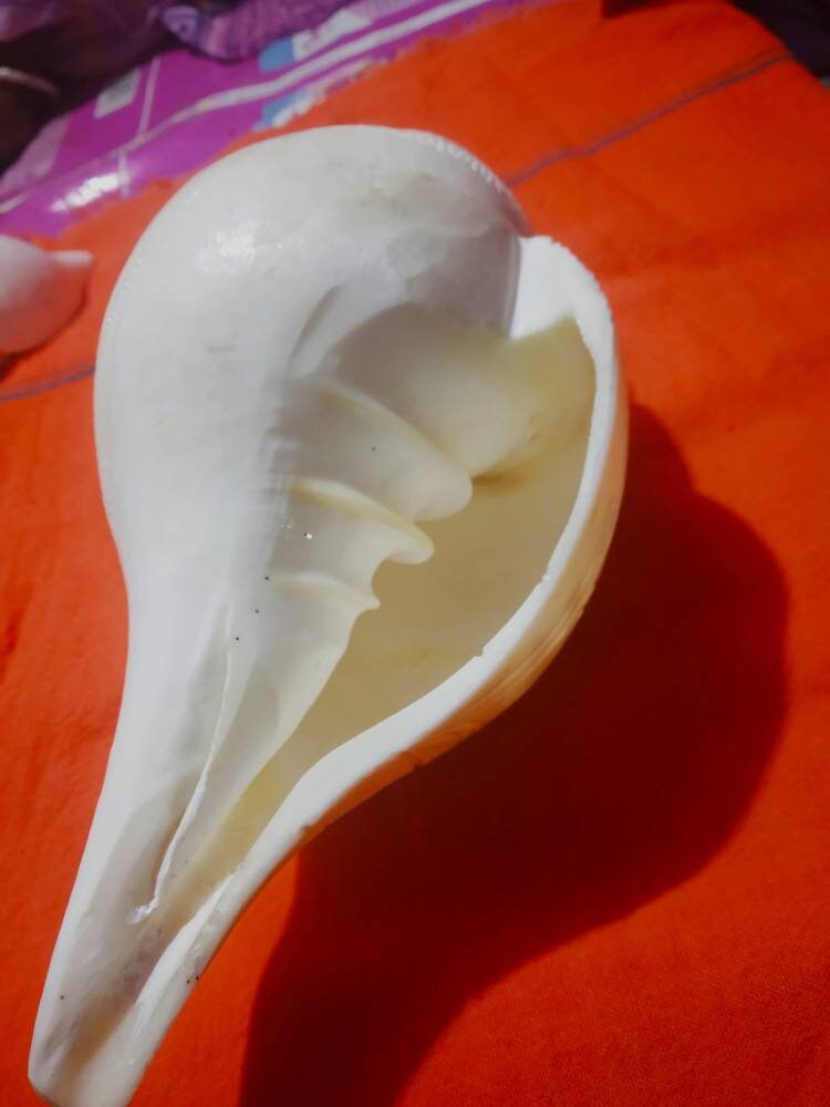 Indian Shankh, Shank, Shonkho Blowing Conch Shell White Shankh, White ...