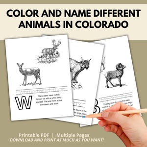 Colorado Abcs Coloring Book: A Digital ABC Learning Activity Book All ...