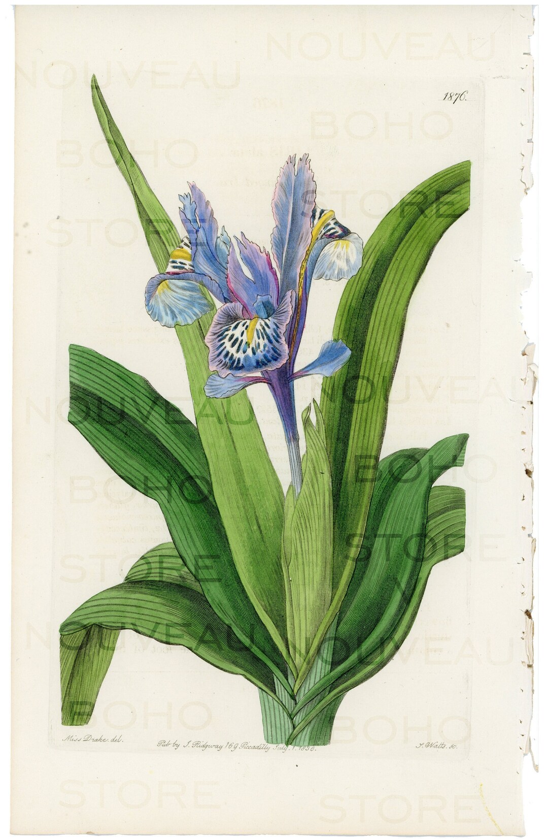 1836 Original Edwards Hand-colored Iris Engraving Plate 1876 Guaranteed ...