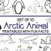Arctic Animal Printables With Fun Facts - Etsy