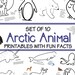 Arctic Animal Printables With Fun Facts - Etsy