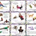 Desert Animal Yoga & Movement Pose Cards - Fun and Engaging Activity ...