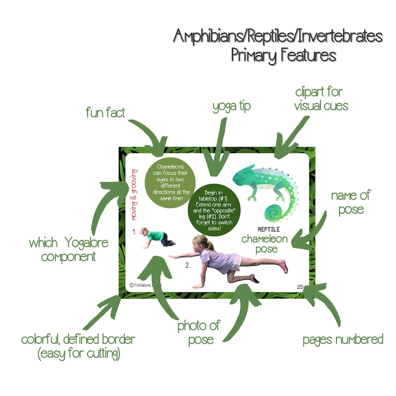 Reptiles, Amphibians and Invertebrates Yoga & Movement Pose Cards - Etsy