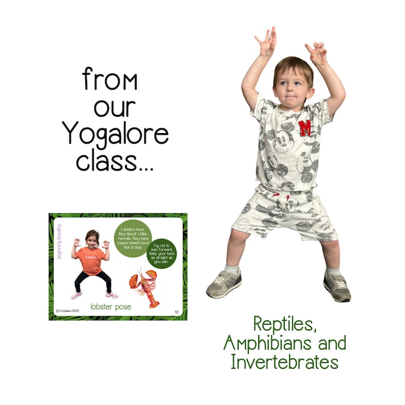 Reptiles, Amphibians and Invertebrates Yoga & Movement Pose Cards - Etsy