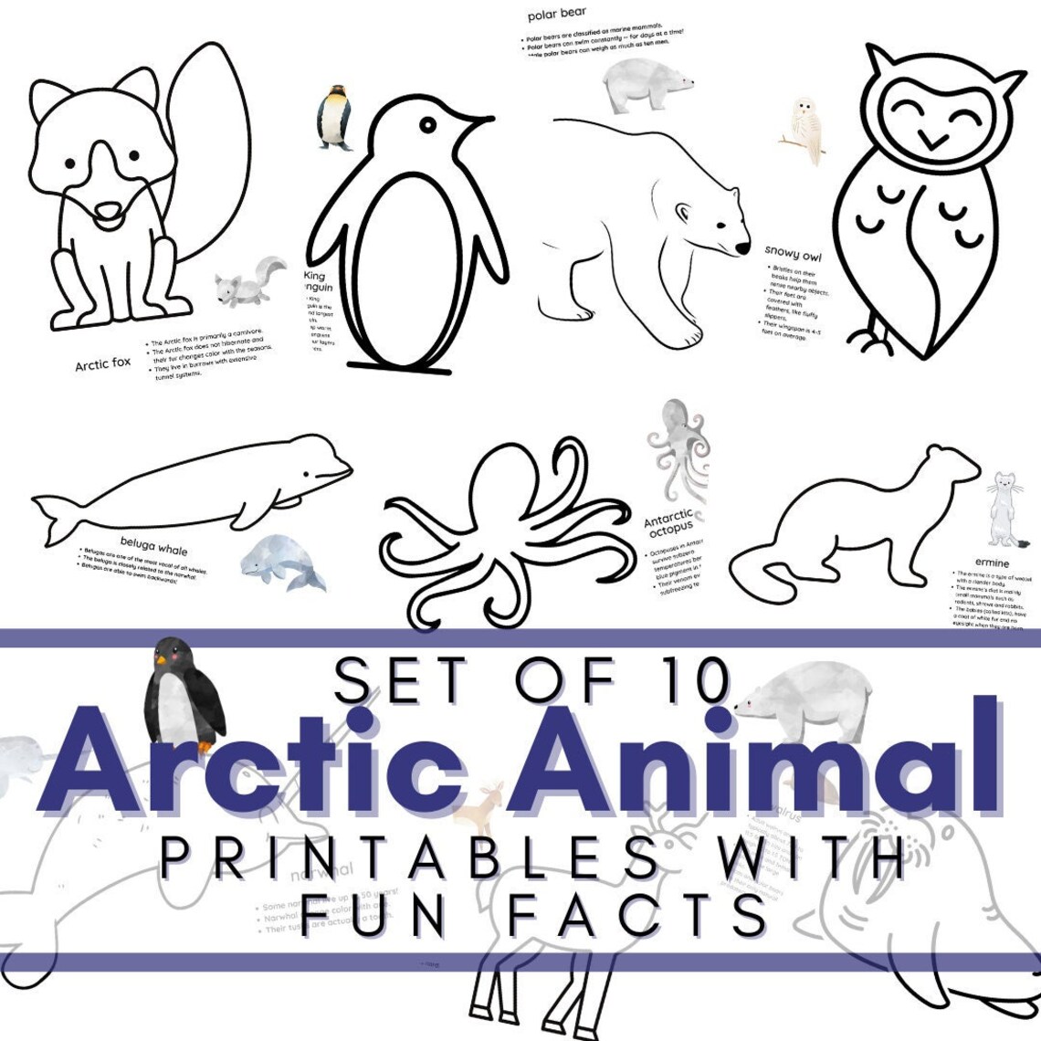 Arctic Animal Printables With Fun Facts | Etsy