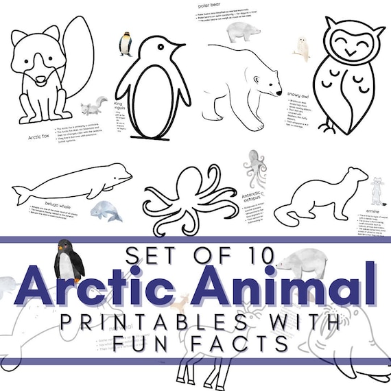 Arctic Animal Printables With Fun Facts | Etsy