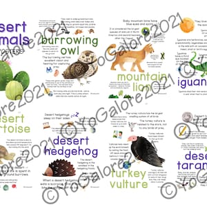 Desert Animal Facts: Posters for the Classroom (or Playroom!) - Etsy
