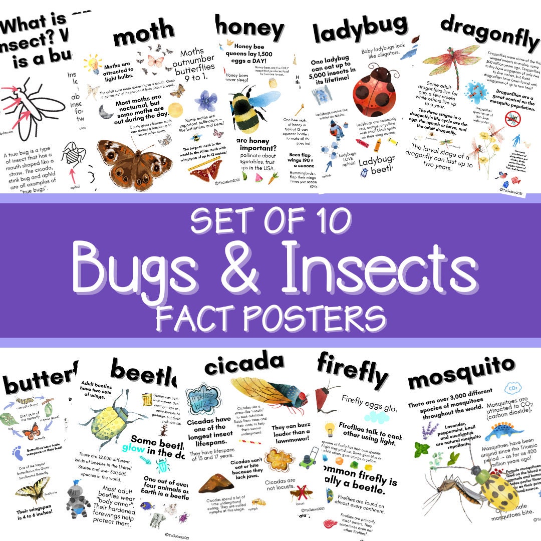 Fun Insect Facts: Posters and Cards With Bug/insect Fun Facts - Etsy