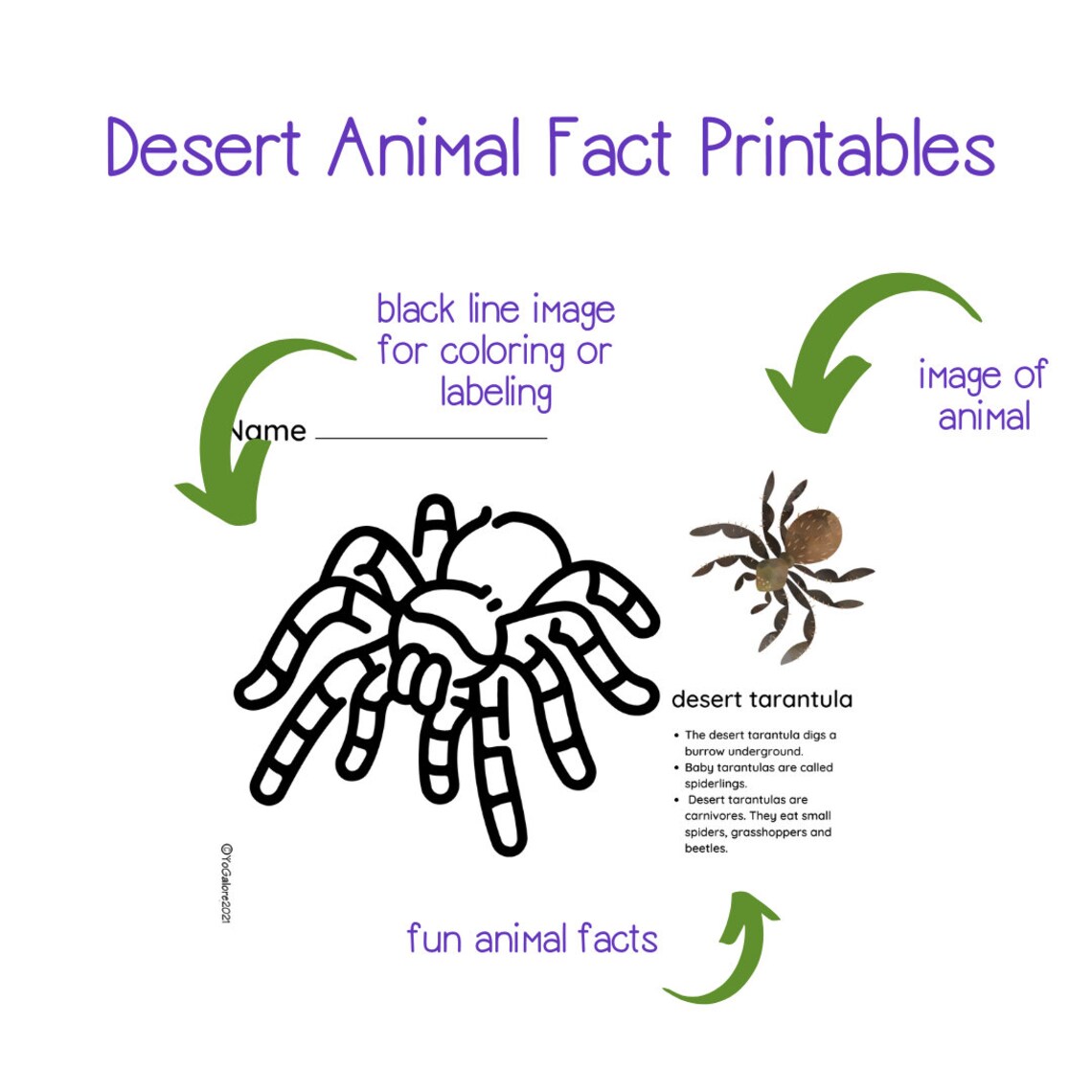 Desert Theme Activities: Set of 10 Fact Printables & Memory Game - Etsy