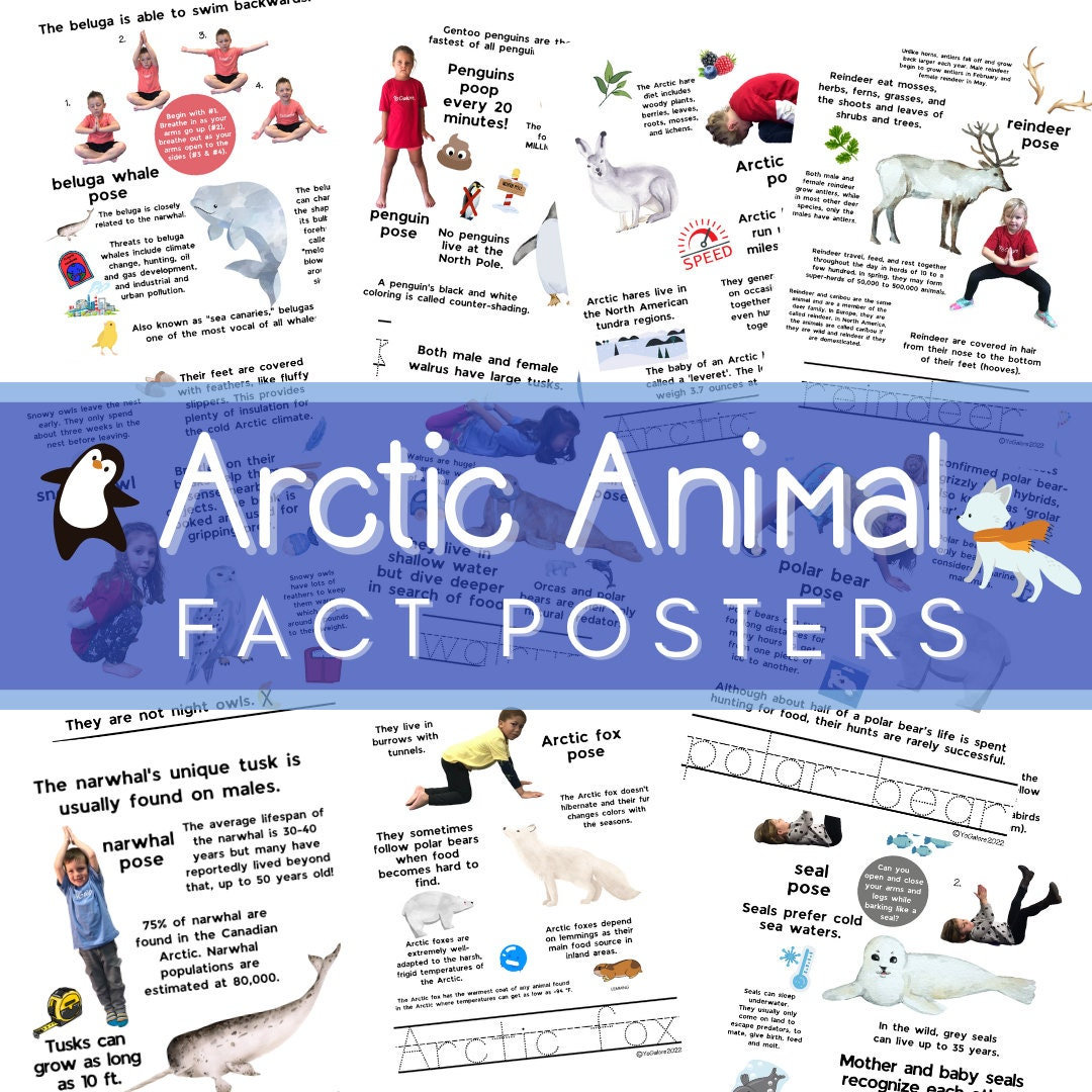 Arctic Animal Posters With Yoga Poses - Etsy