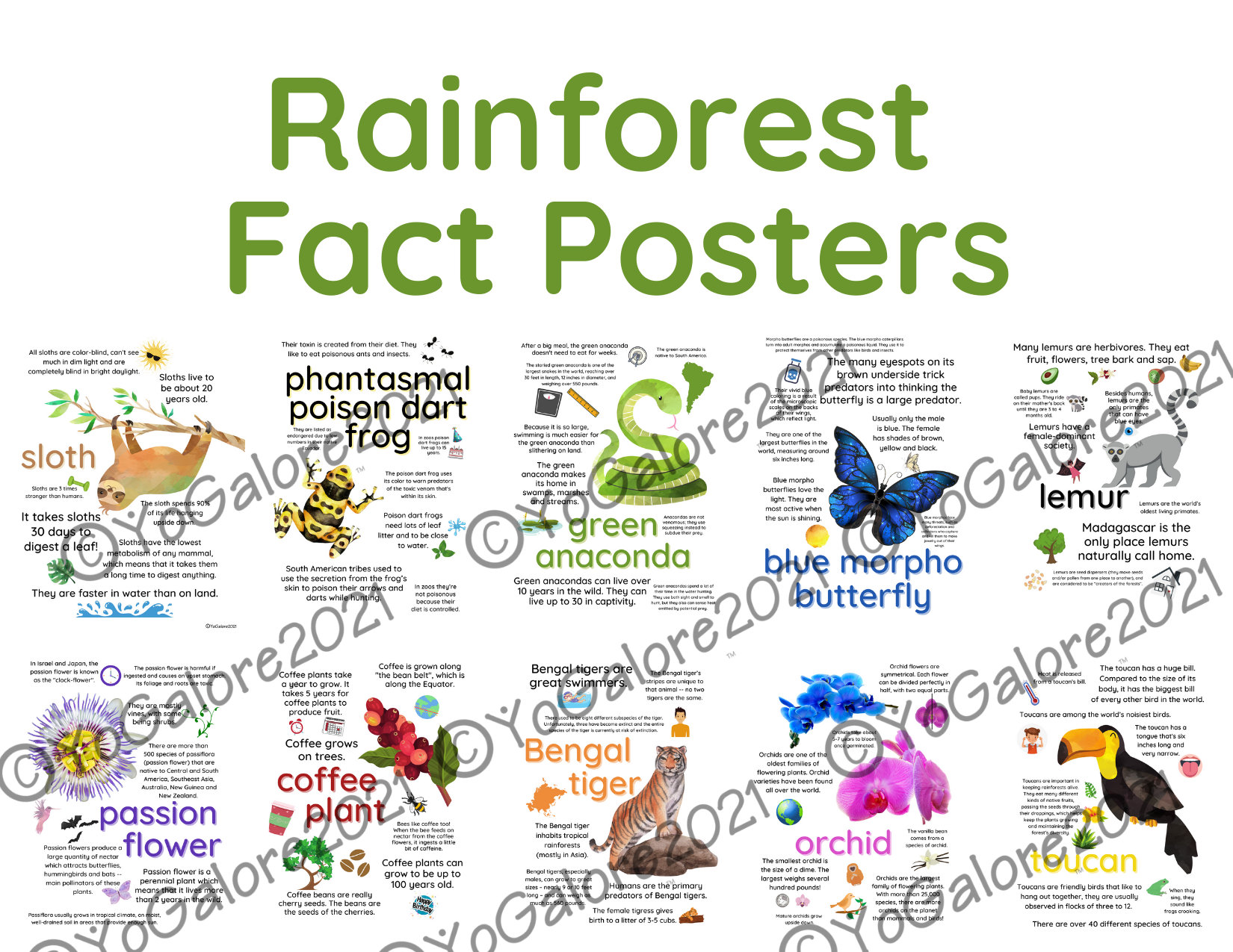 Facts About the Rainforest: Set of 10 Posters - Etsy