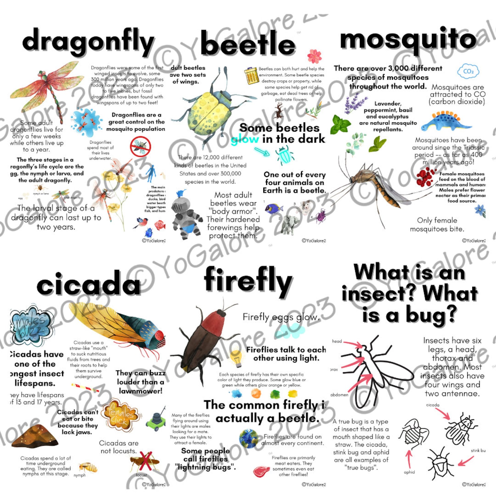 Fun Insect Facts: Posters and Cards With Bug/insect Fun Facts - Etsy