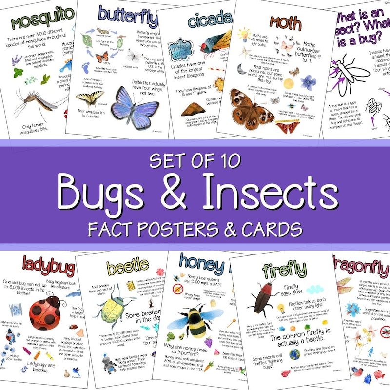 Bug Fact Games - Etsy