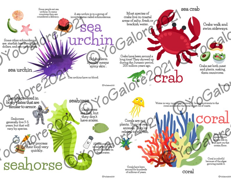 Ocean Life Fact Posters and Cards - Etsy