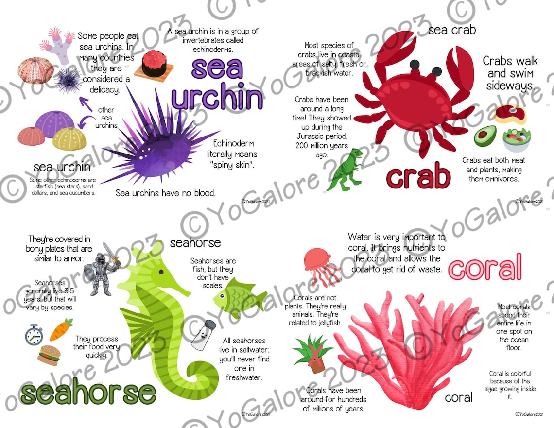 Ocean Life Fact Posters and Cards, Printable Sea Animal Facts for Kids ...