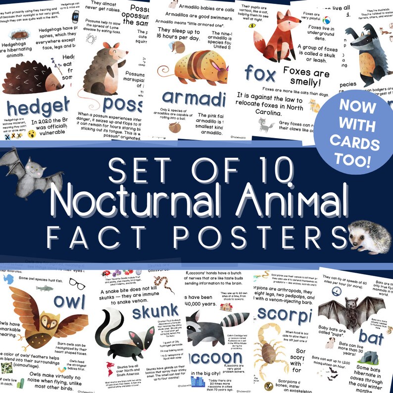 Nocturnal Animal Theme Fact Posters for Preschool and - Etsy