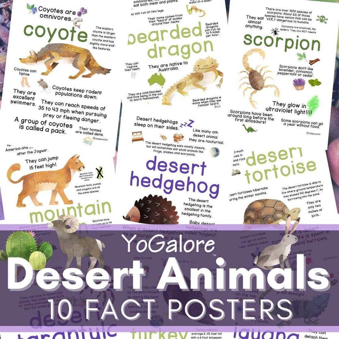 Desert Animal Facts: Posters for the Classroom or Playroom | Etsy