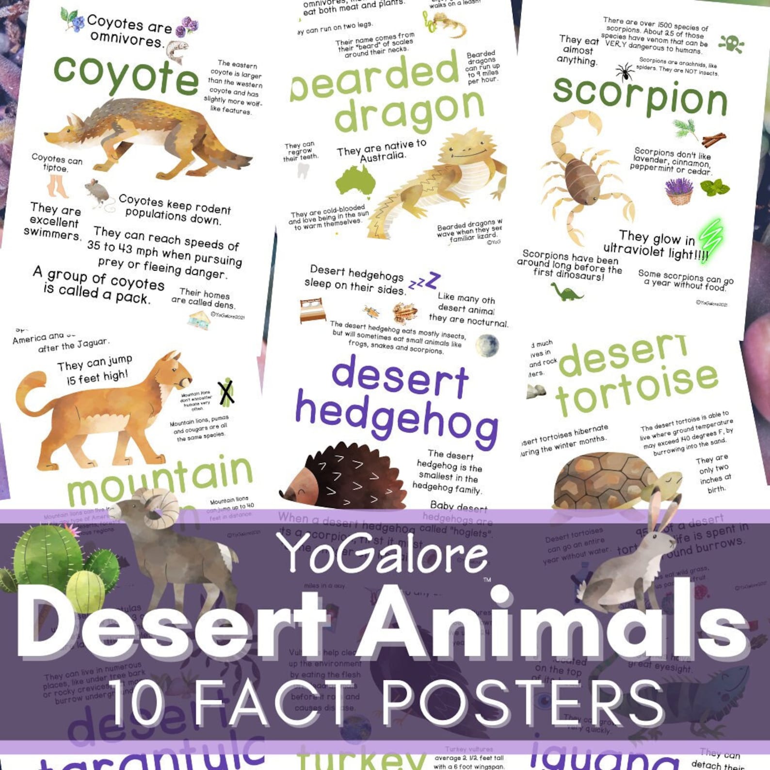Desert Animal Facts: Posters for the Classroom or Playroom | Etsy