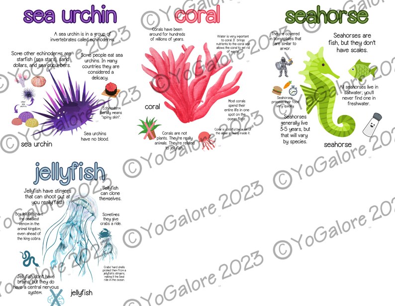 Ocean Life Fact Posters and Cards, Printable Sea Animal Facts for Kids ...