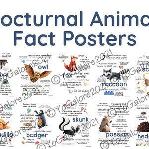 Nocturnal Animal Theme Fact Posters for Preschool and Kindergarten - Etsy