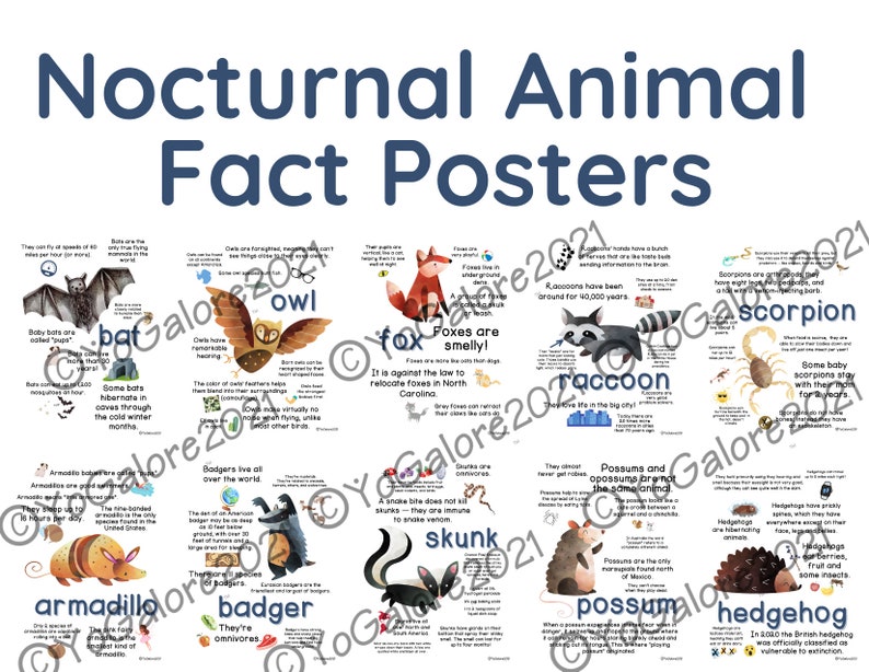 Nocturnal Animal Theme Fact Posters for Preschool and Kindergarten - Etsy