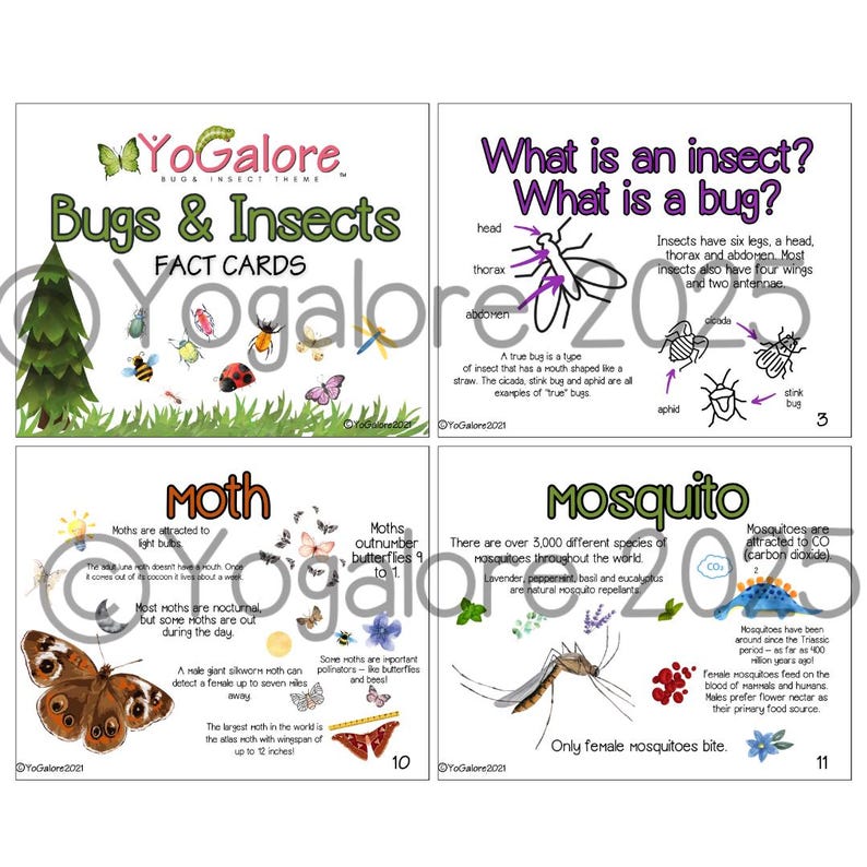 Fun Bug Facts for Kids, Insect Posters & Cards, Bug Activities for ...