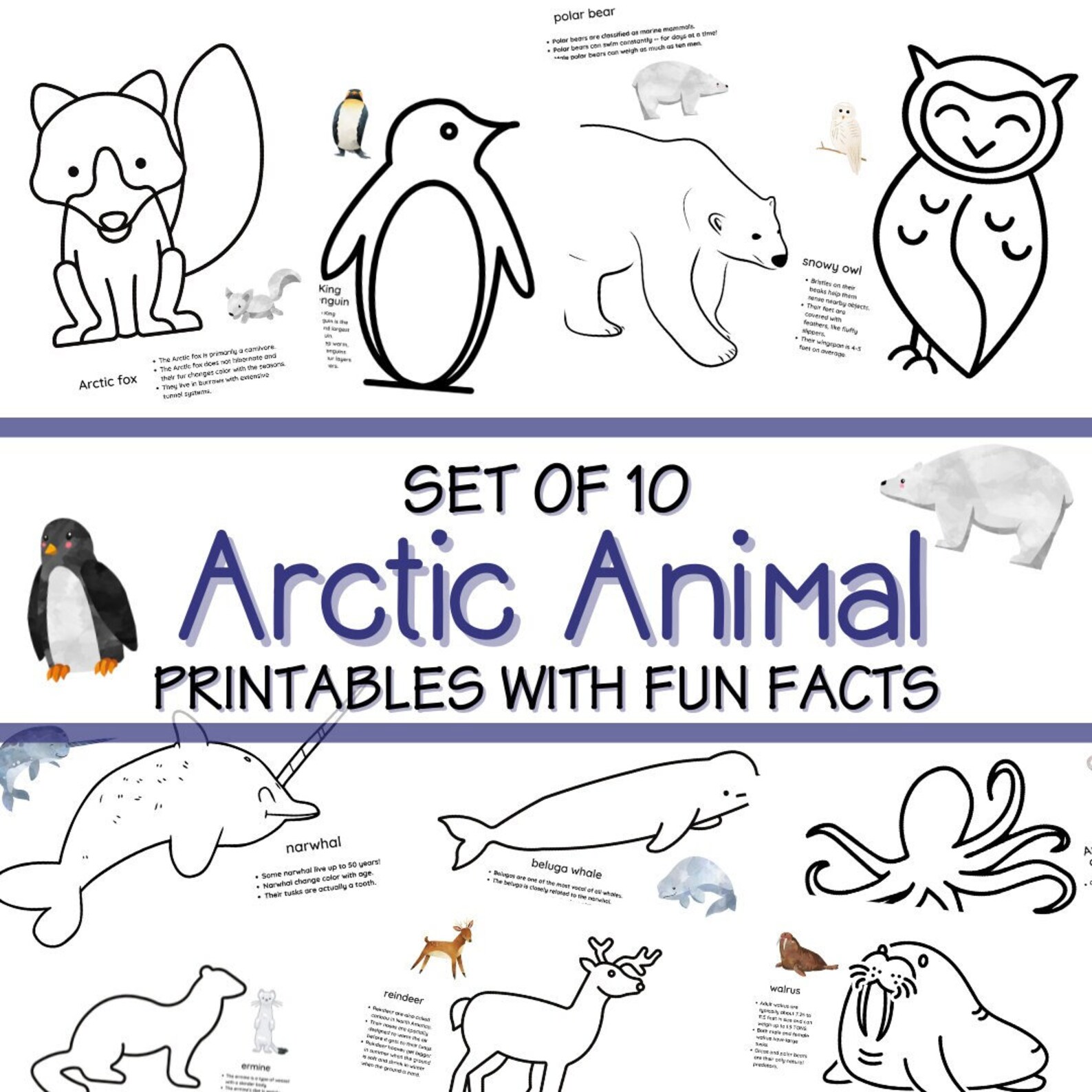 Arctic Animal Printables With Fun Facts - Etsy